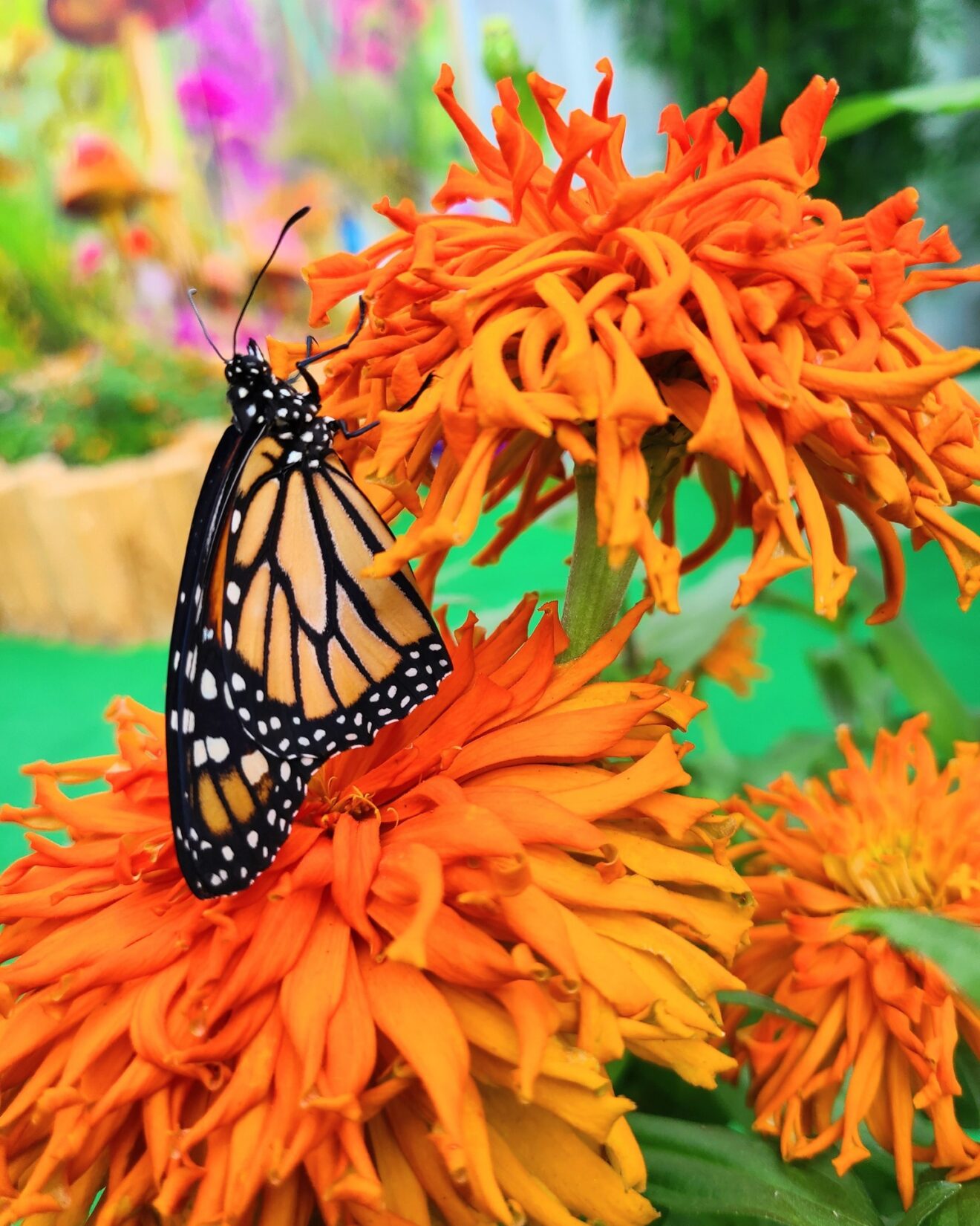 Bfly Québec : une expérience immersive magique aux Galeries de la Capitale